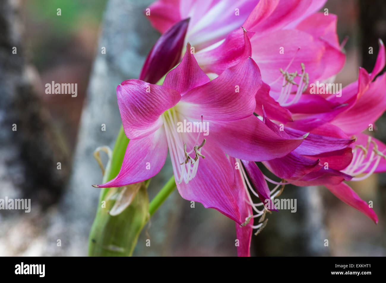 Amaryllis Sweet Nymph flower in a garden Stock Photo - Alamy