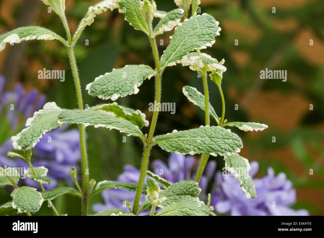 Variegated mint hi-res stock photography and images - Alamy