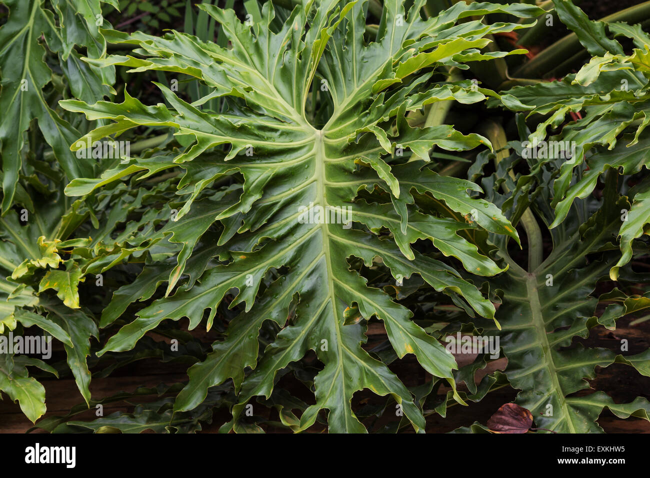 Swiss cheese plant (Monstera deliciosa Stock Photo - Alamy