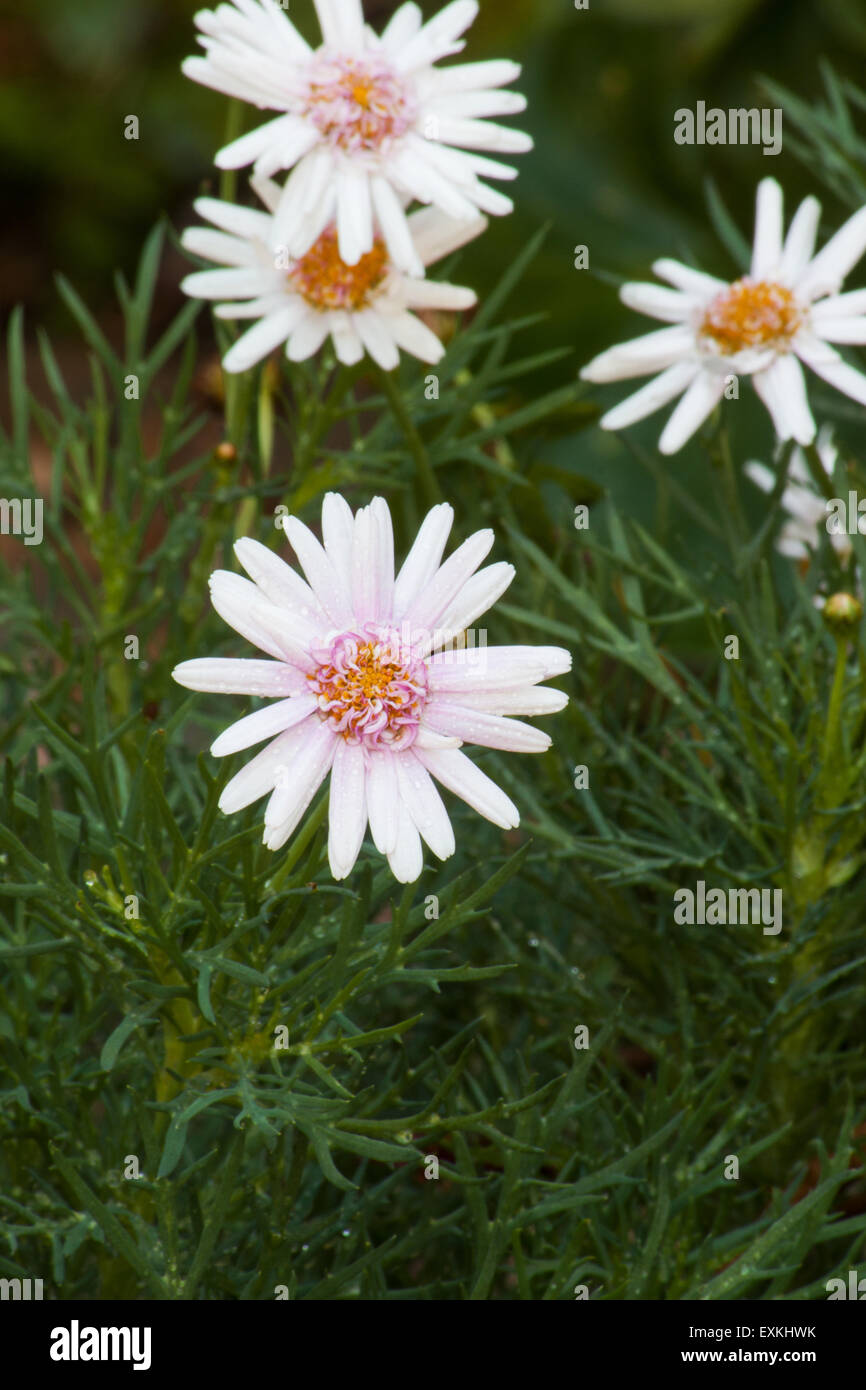 Botany daisies daisy flower green leaves nature white yellow hi-res ...