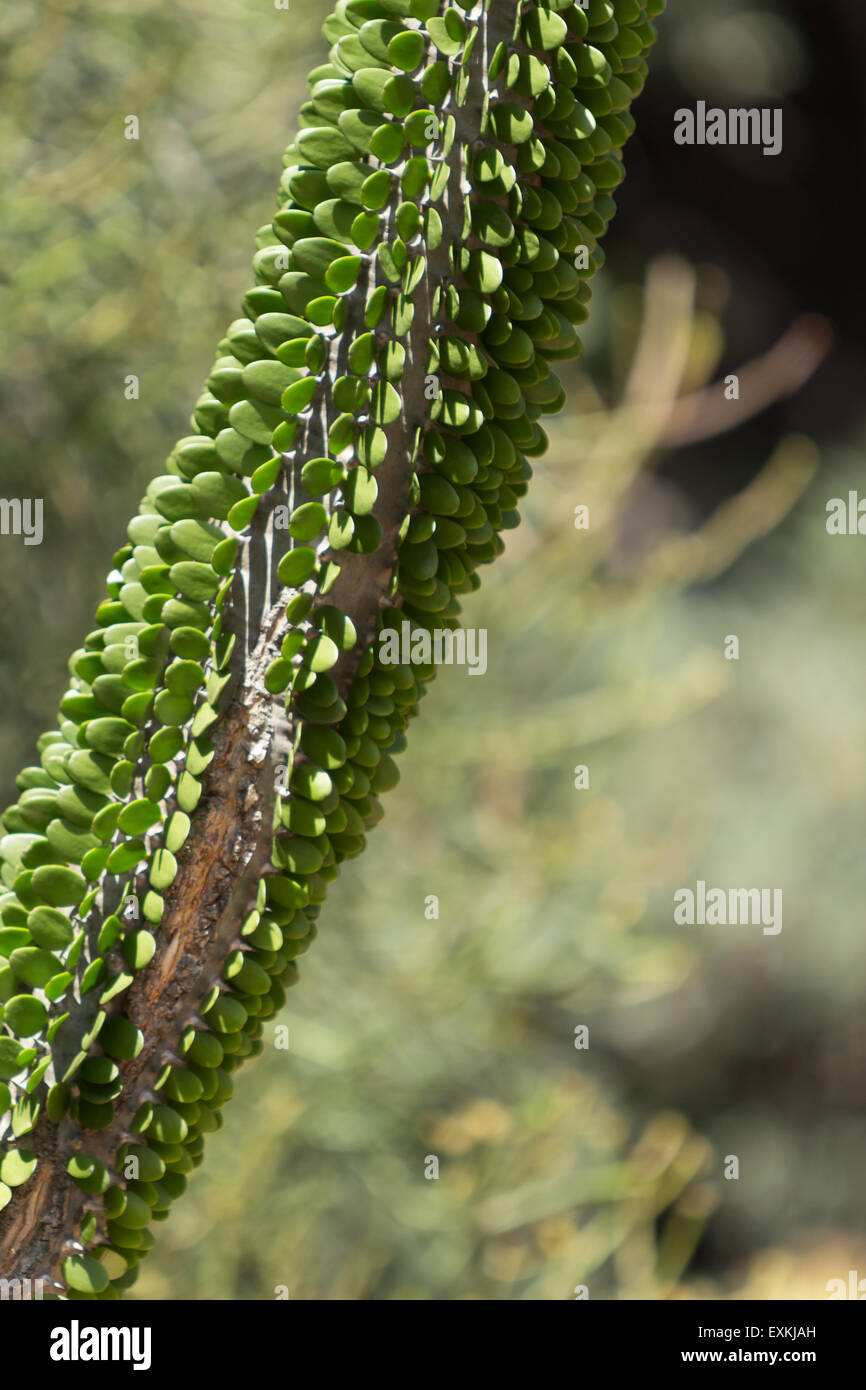 Didierea madagascariensis octopus tree hi-res stock photography and ...