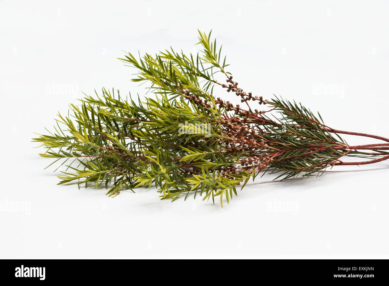 Tea tree (Melaleuca alternifolia) leaves on white background Stock ...