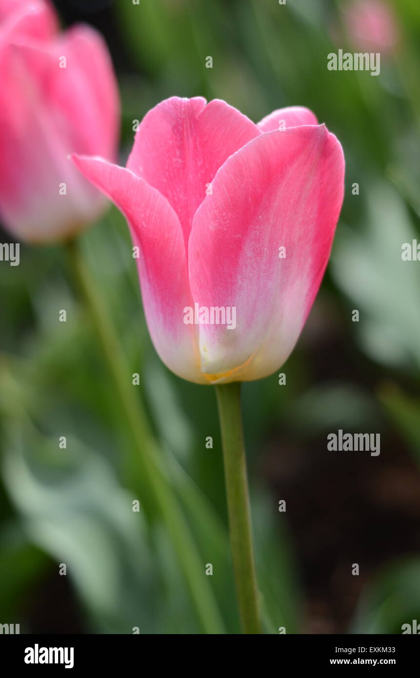 Beautiful pink tulip flower in focus Stock Photo - Alamy