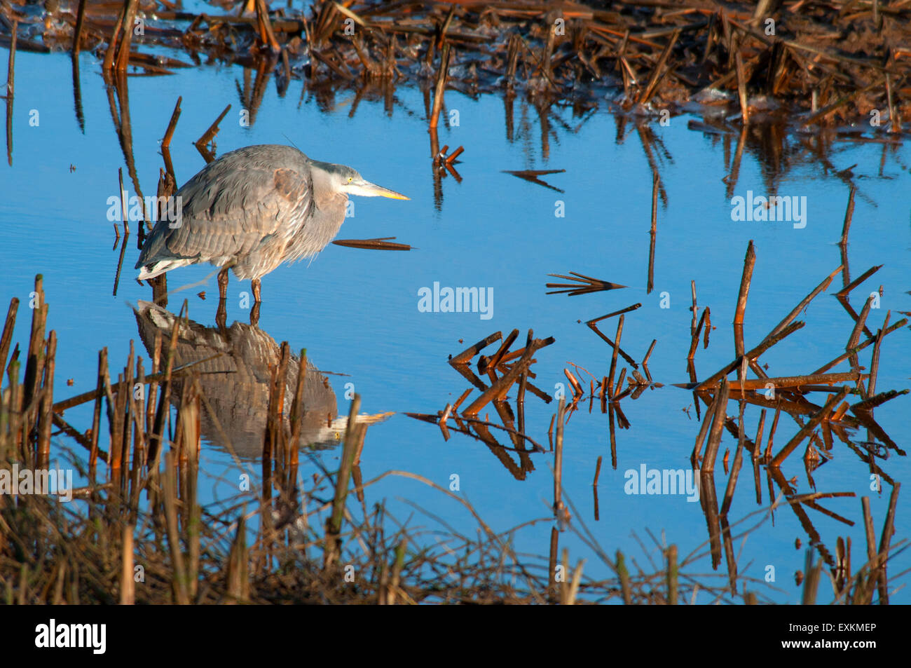 Great blue heron, Nisqually National Wildlife Refuge, Washington Stock ...