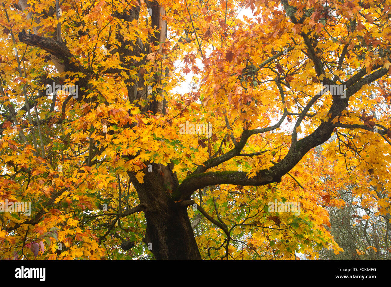 Bigleaf maple tree hi-res stock photography and images - Alamy