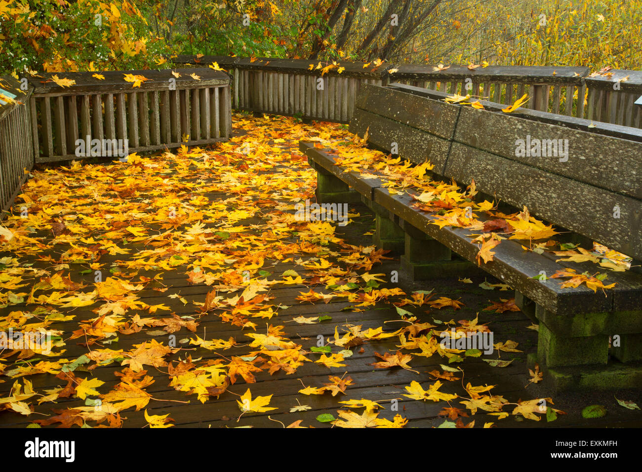 Twin Barns Loop Trail boardwalk, Nisqually National Wildlife Refuge ...