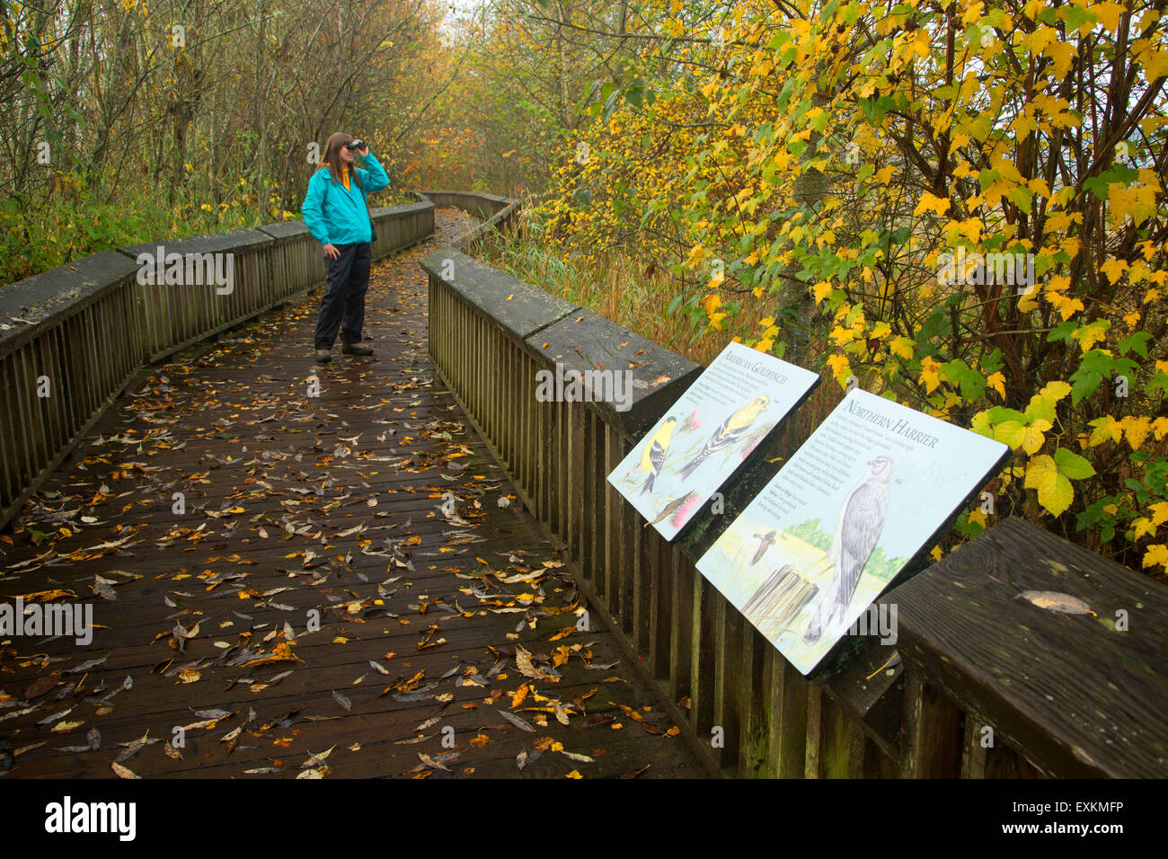 Birding near interpretive boards on Twin Barns Loop Trail boardwalk ...
