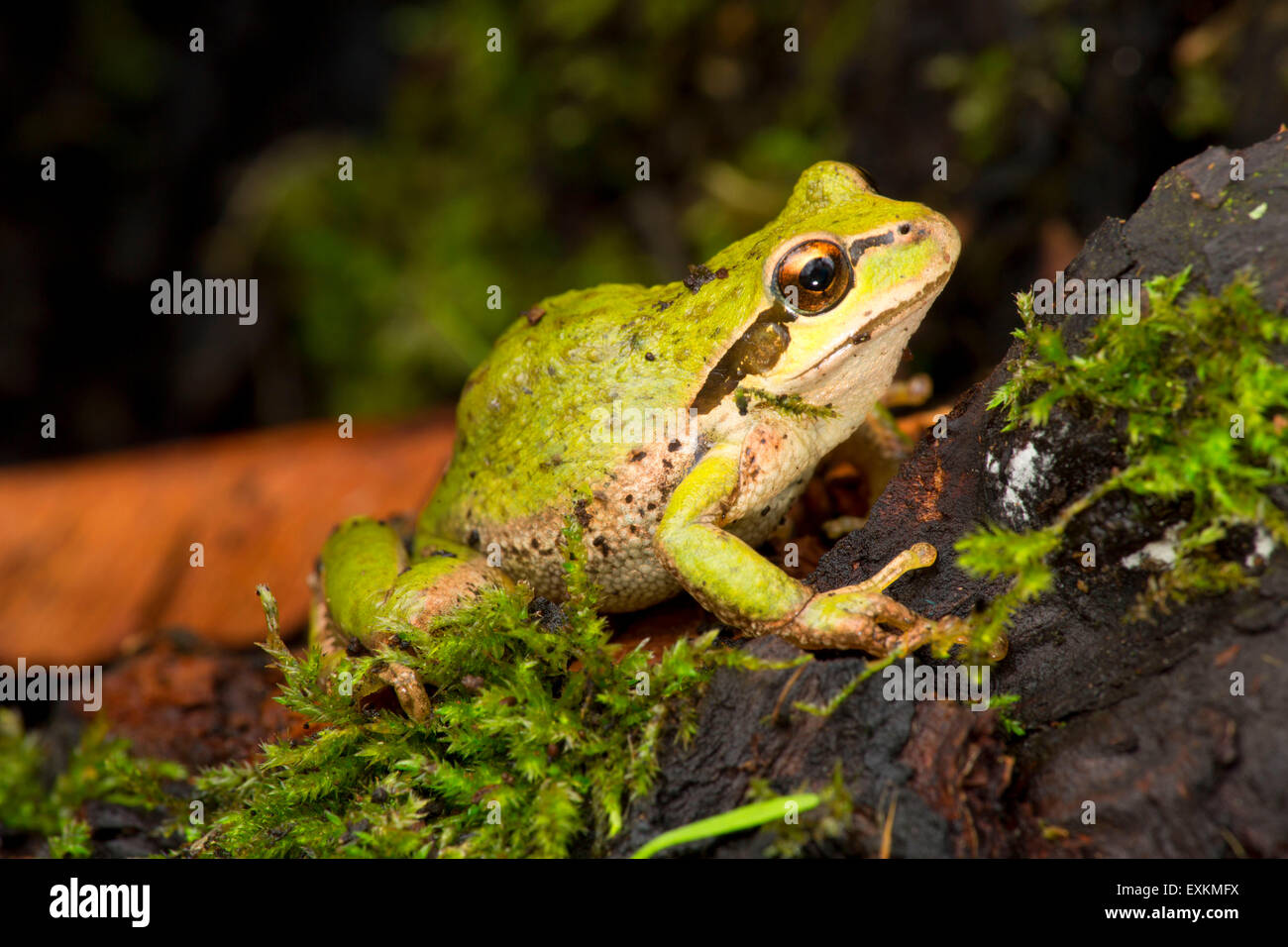 Pacific tree frog (Pseudacris regilla), Nisqually National Wildlife ...