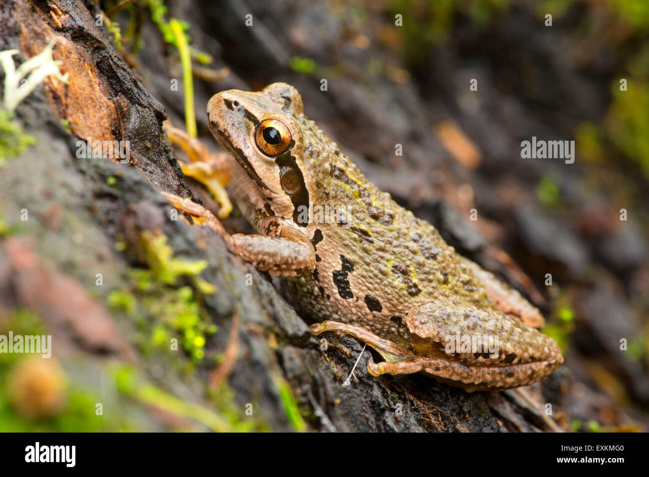 Pacific tree frog (Pseudacris regilla), Nisqually National Wildlife ...