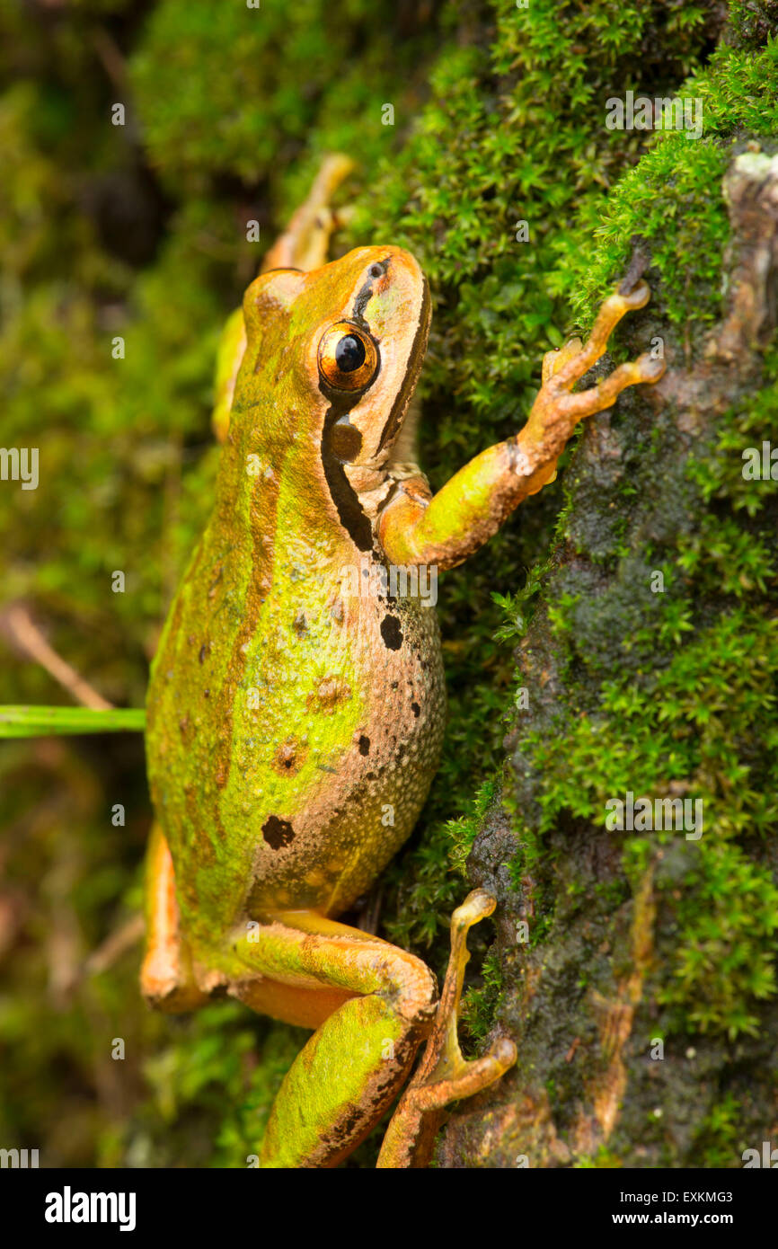 Pacific tree frog (Pseudacris regilla), Nisqually National Wildlife ...
