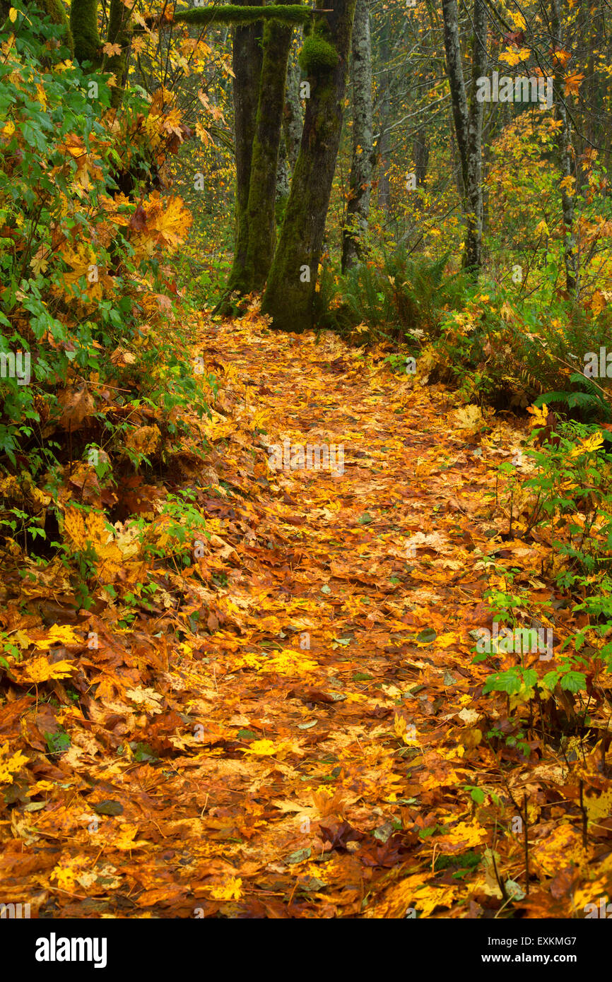 McLane Creek Nature Trail, Capital State Forest, Washington Stock Photo ...