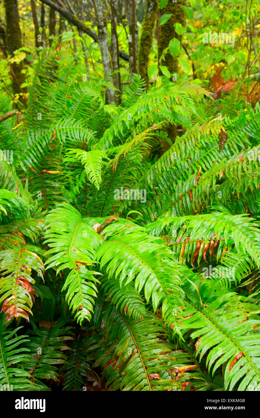 Sword fern along McLane Creek Nature Trail, Capital State Forest ...