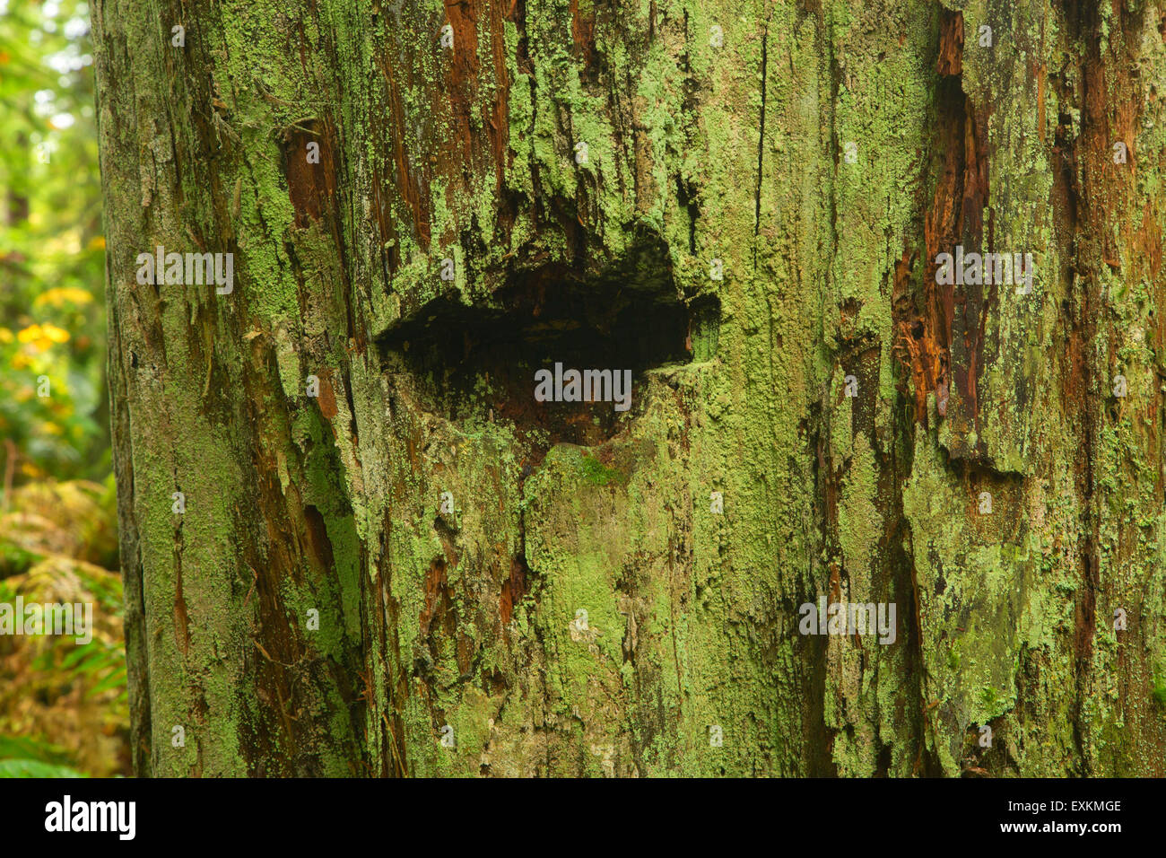 Red cedar stump with logging notch along Overlook Trail, Woodard Bay ...