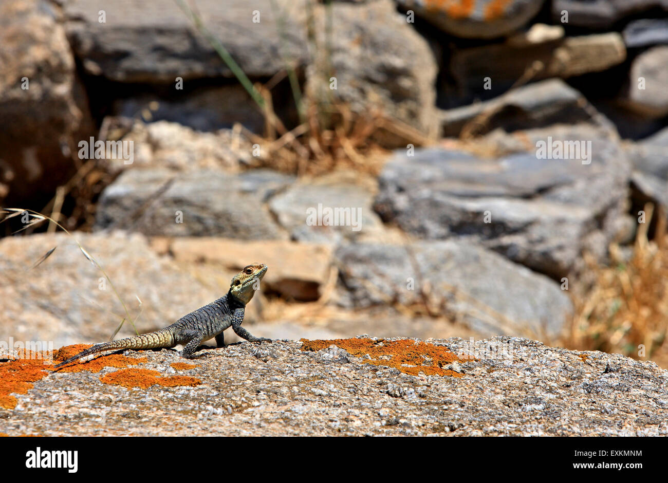 One of the countless, famous lizards at the archaeological site of the ...
