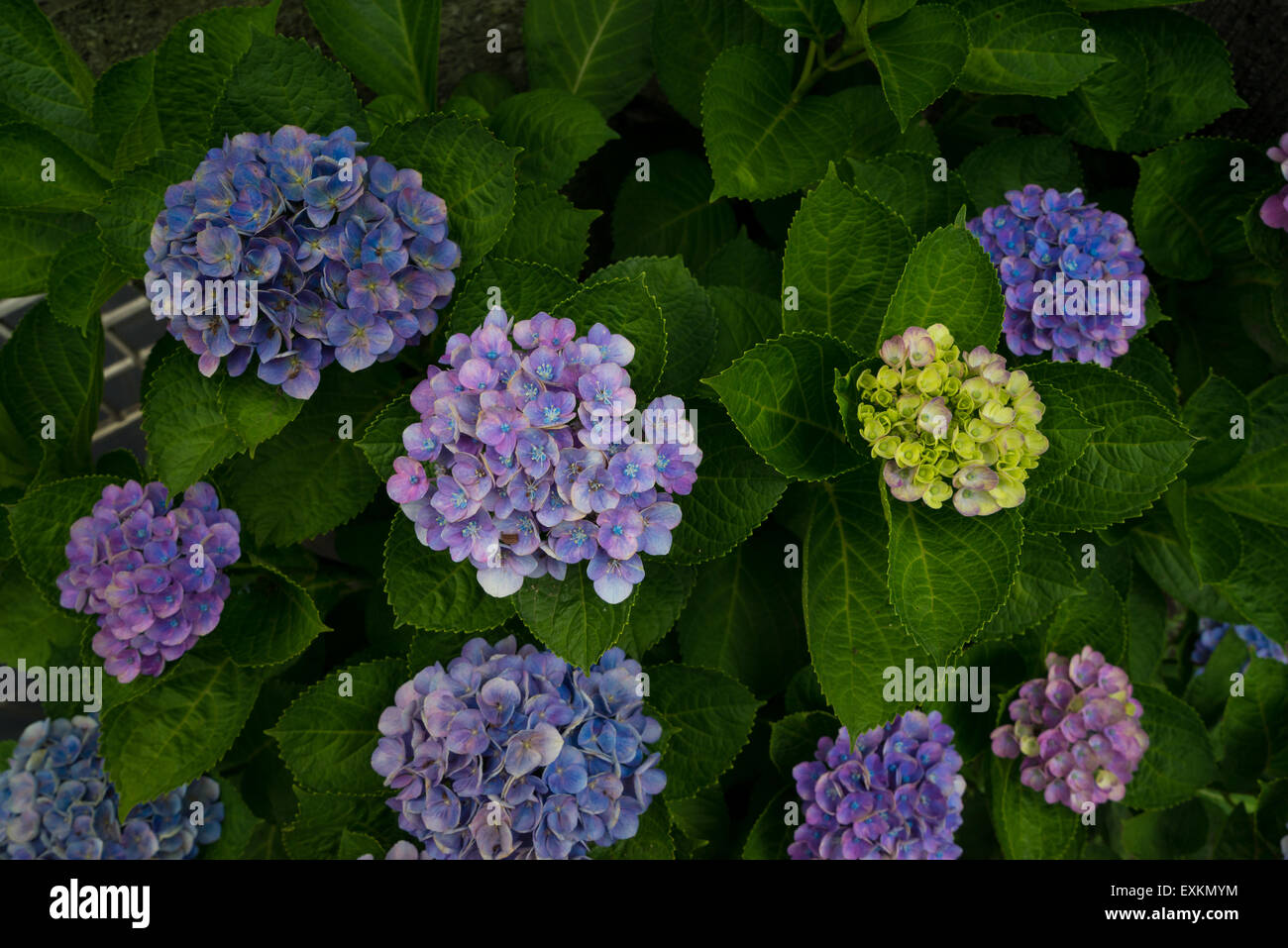 Hydrangea flowers in full bloom at summer, Tokyo, Japan Stock Photo - Alamy