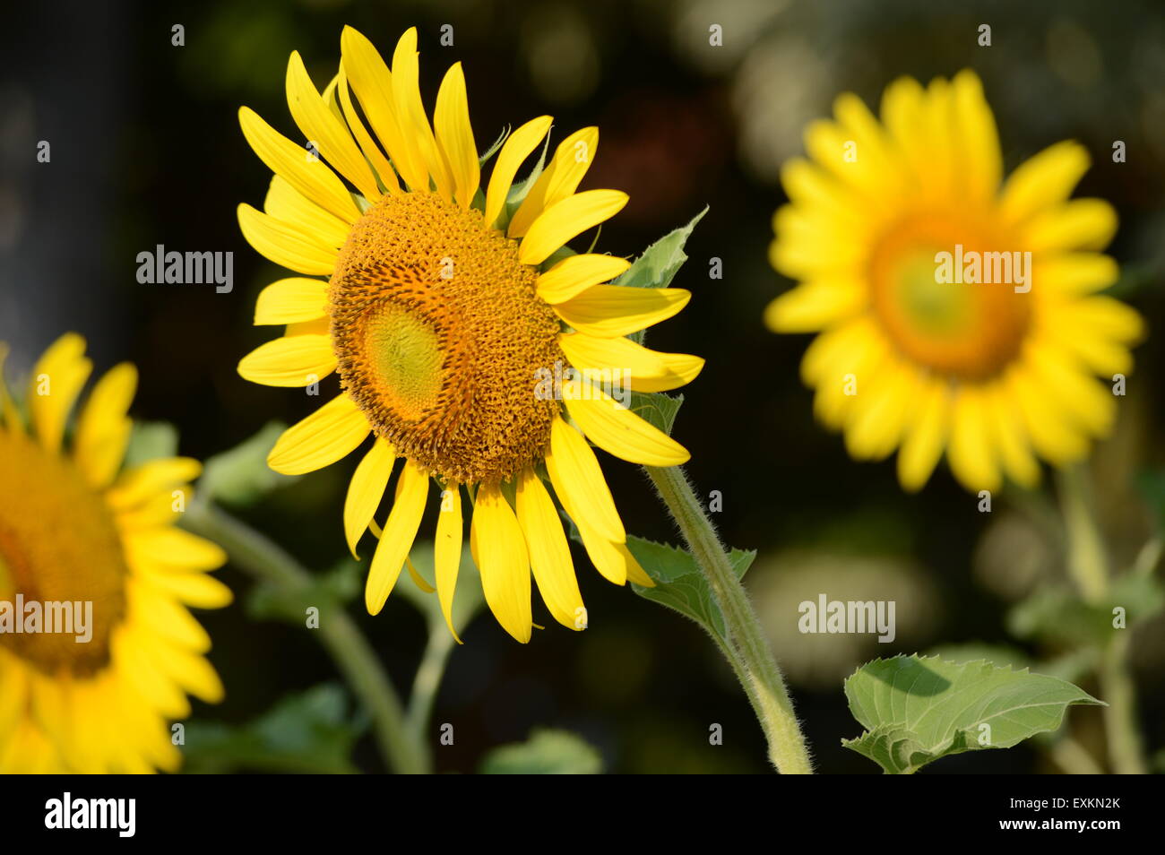 Disk of sunflower hi-res stock photography and images - Alamy