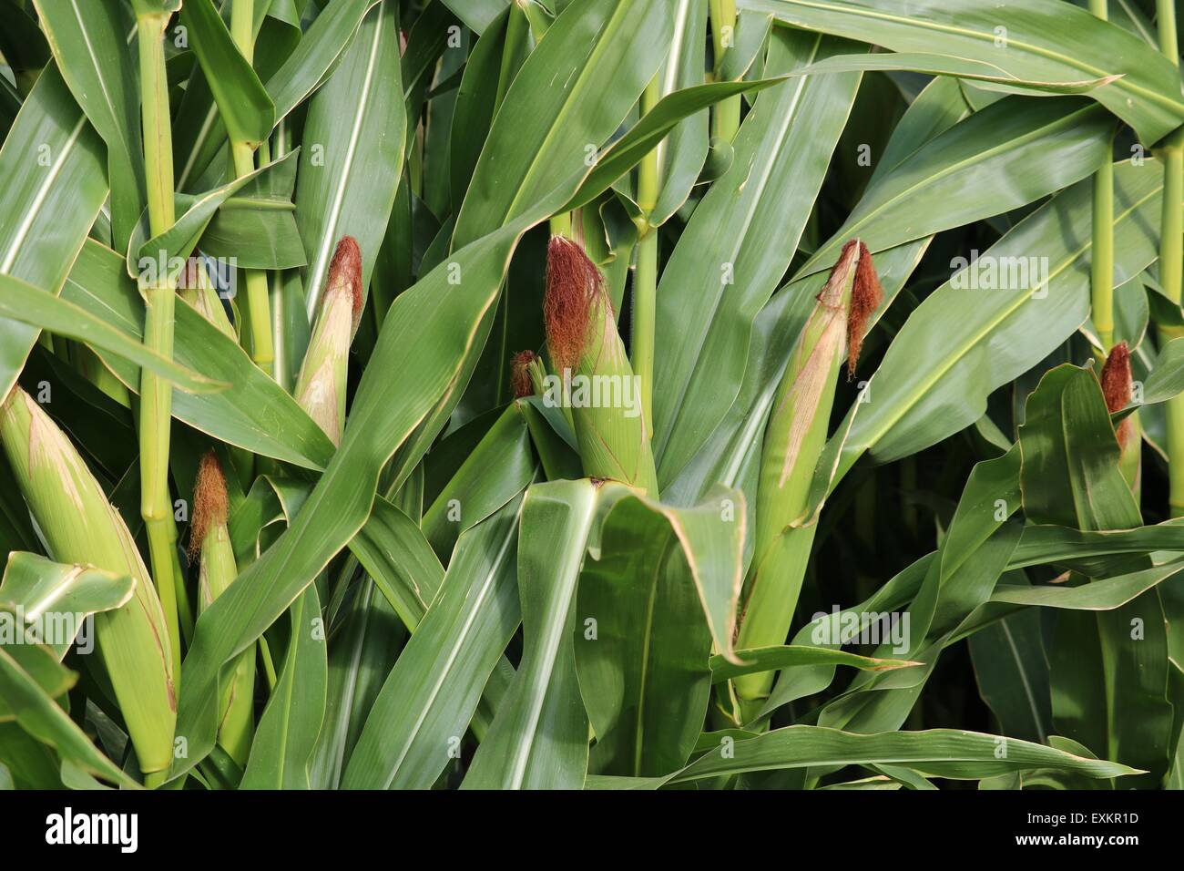 Food sourcing hi-res stock photography and images - Alamy