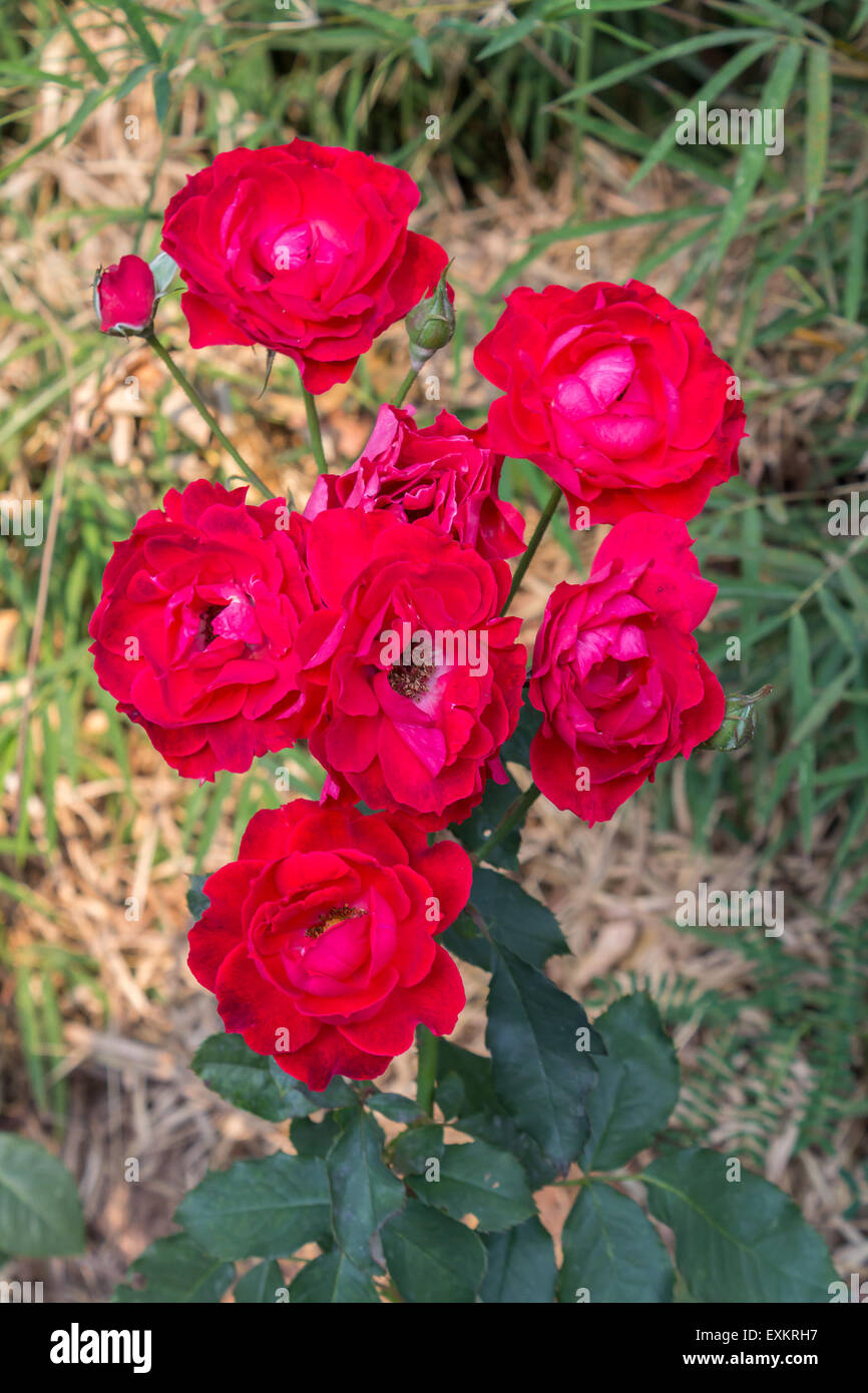 Red rose on branch in garden Stock Photo - Alamy