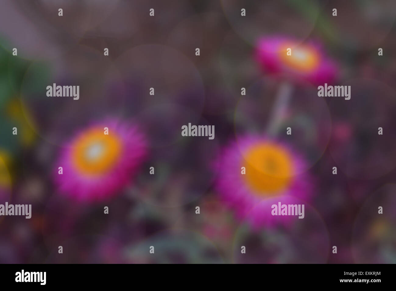 Blurred flower hi-res stock photography and images - Alamy