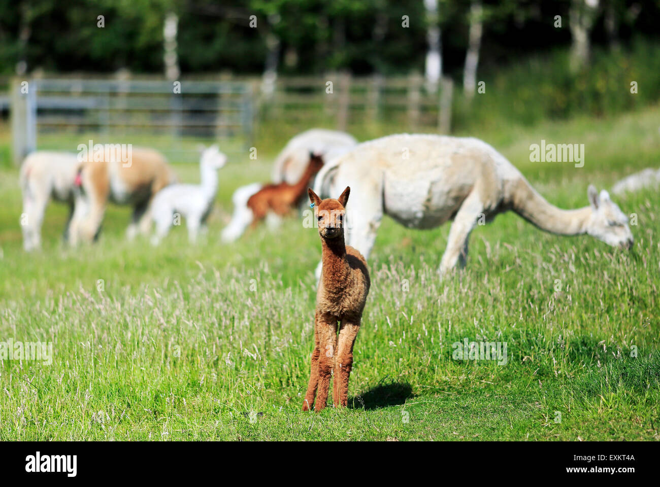 field of alpacas Stock Photo - Alamy