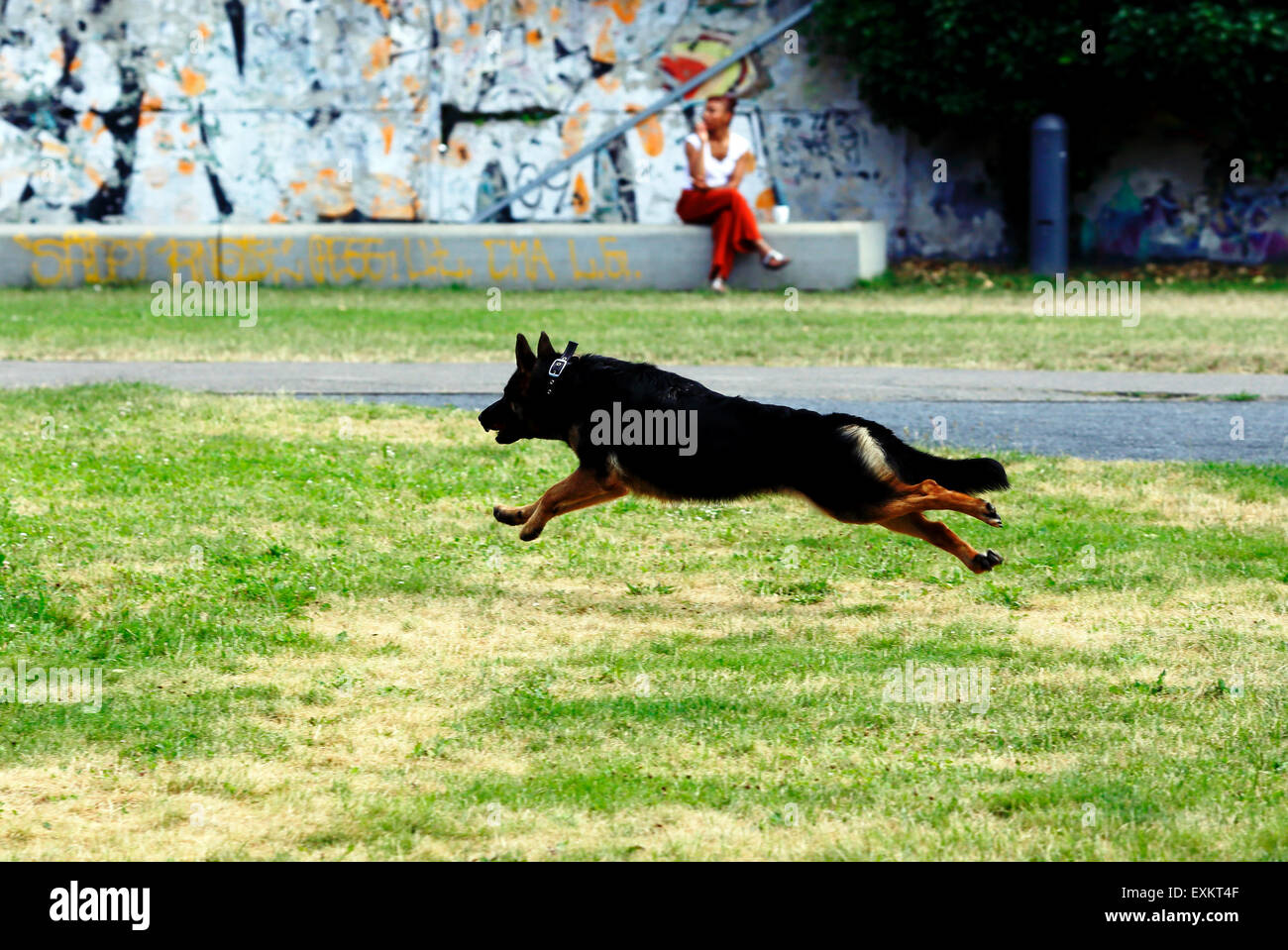 Alsation hi-res stock photography and images - Alamy