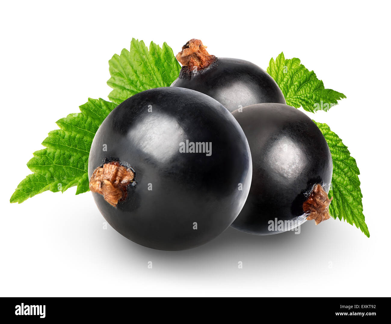 Black currant isolated on a white background Stock Photo - Alamy
