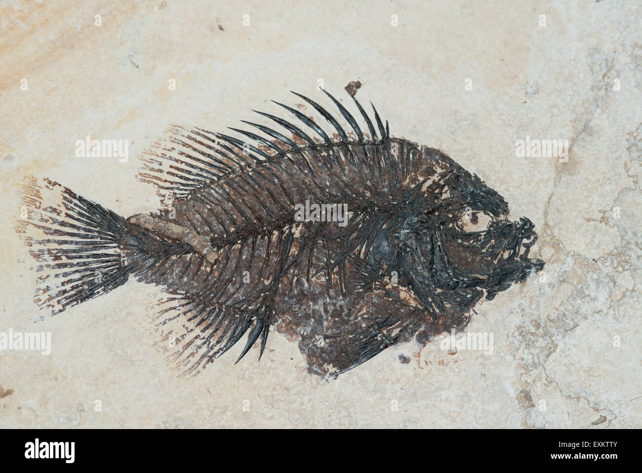 Priscacara serrata hi-res stock photography and images - Alamy