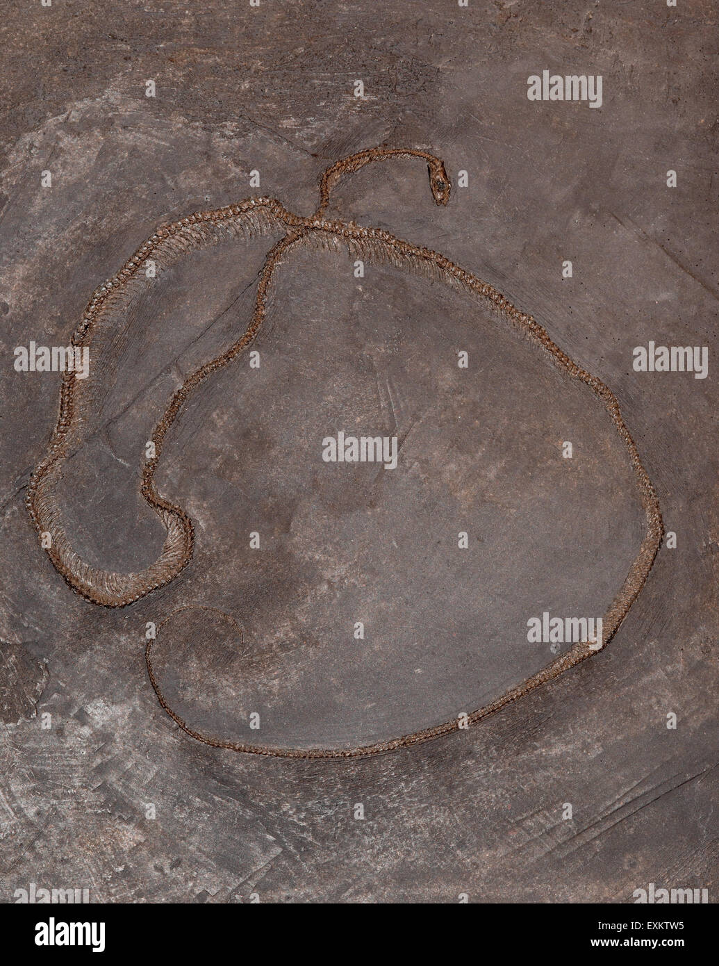 Fossil snake, imprint, replica, Eocene, Tertiary, find spot Unesco ...