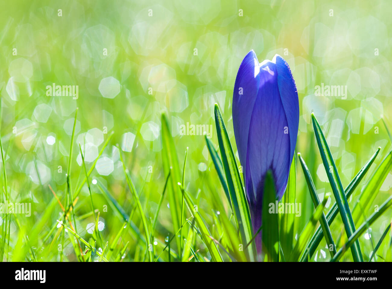 Blue crocus hi-res stock photography and images - Alamy