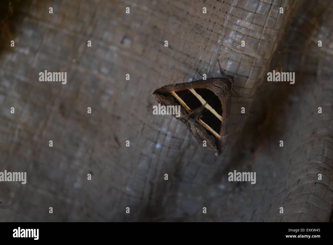 close up snapshot of a moth Stock Photo - Alamy
