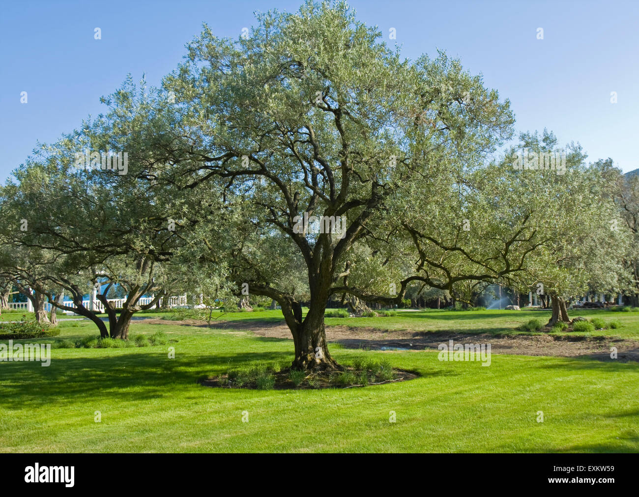 Summer landscape - garden with olive trees Stock Photo - Alamy