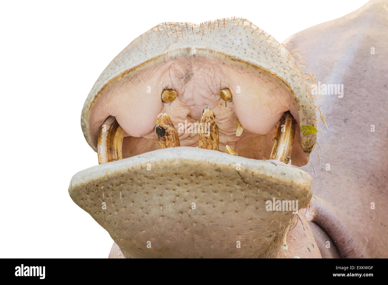 Hippopotamus background hi-res stock photography and images - Alamy