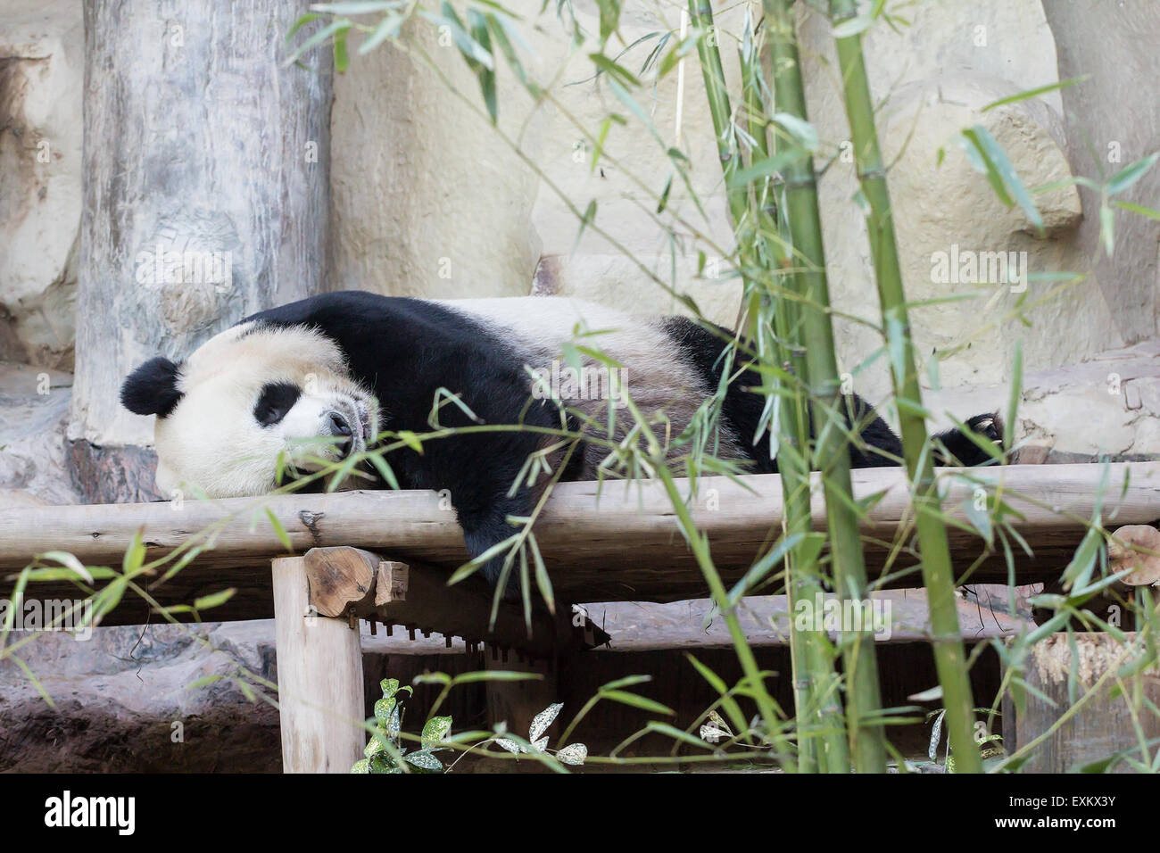 Giant panda bear sleeping Stock Photo - Alamy