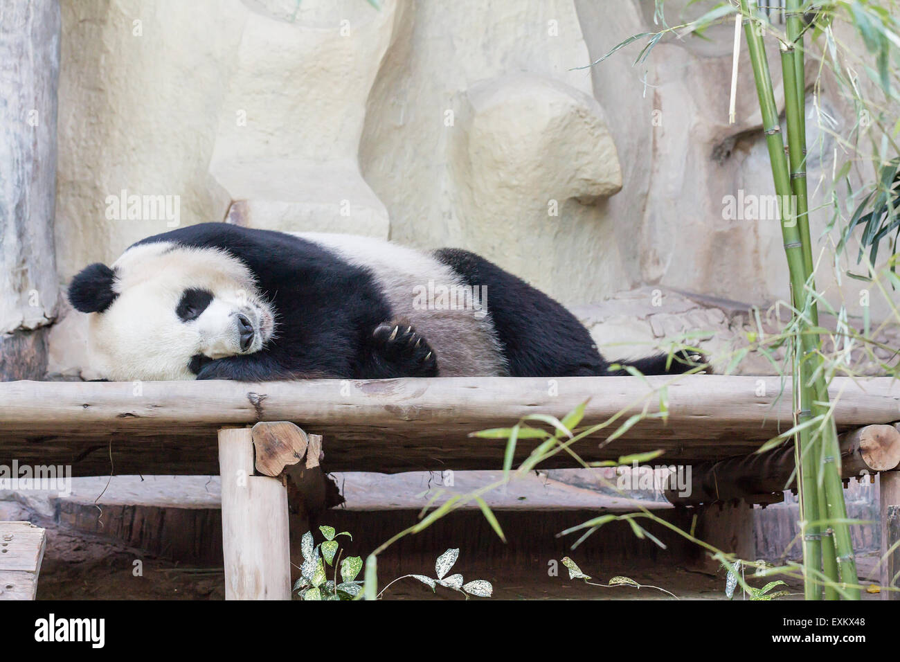Giant panda bear sleeping Stock Photo - Alamy