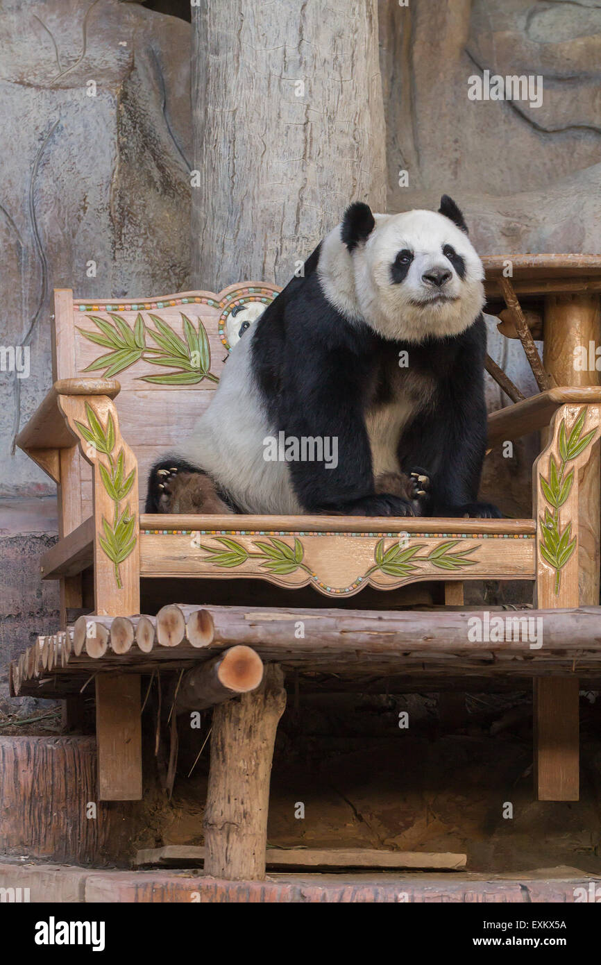 Giant panda bear sitting on wood chair Stock Photo - Alamy