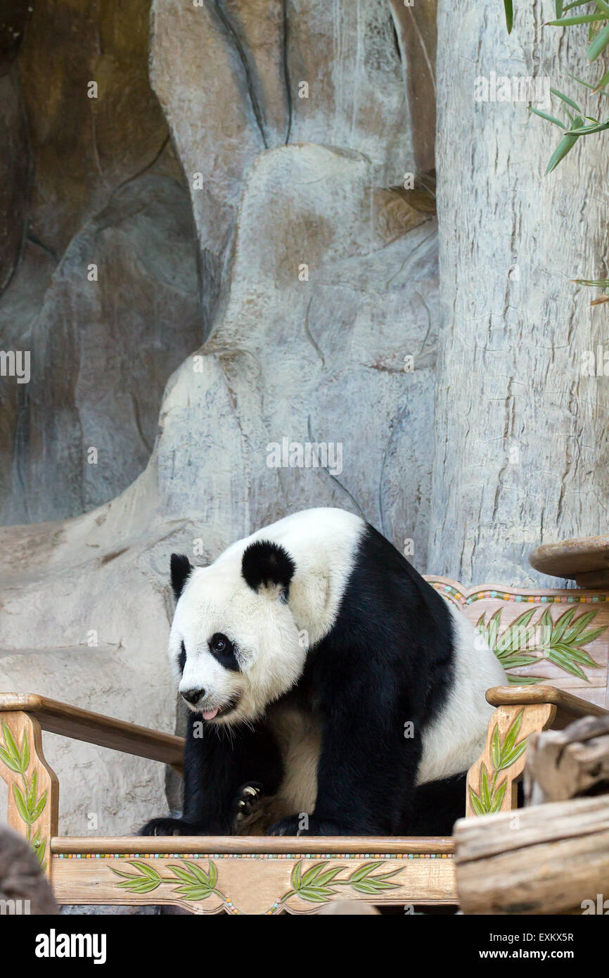 Giant panda bear sitting on wood chair Stock Photo - Alamy