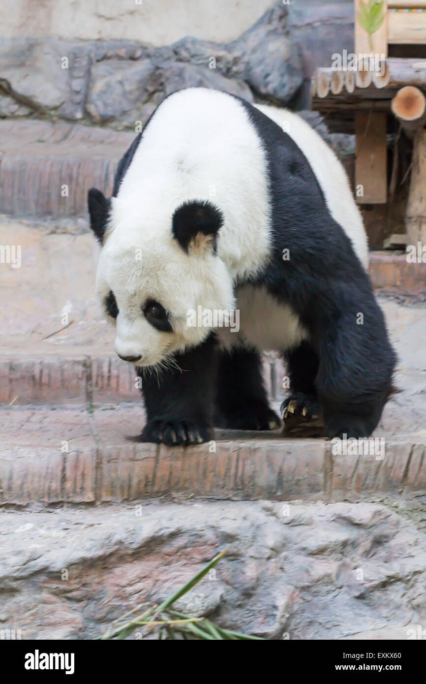 Giant panda bear walk Stock Photo - Alamy