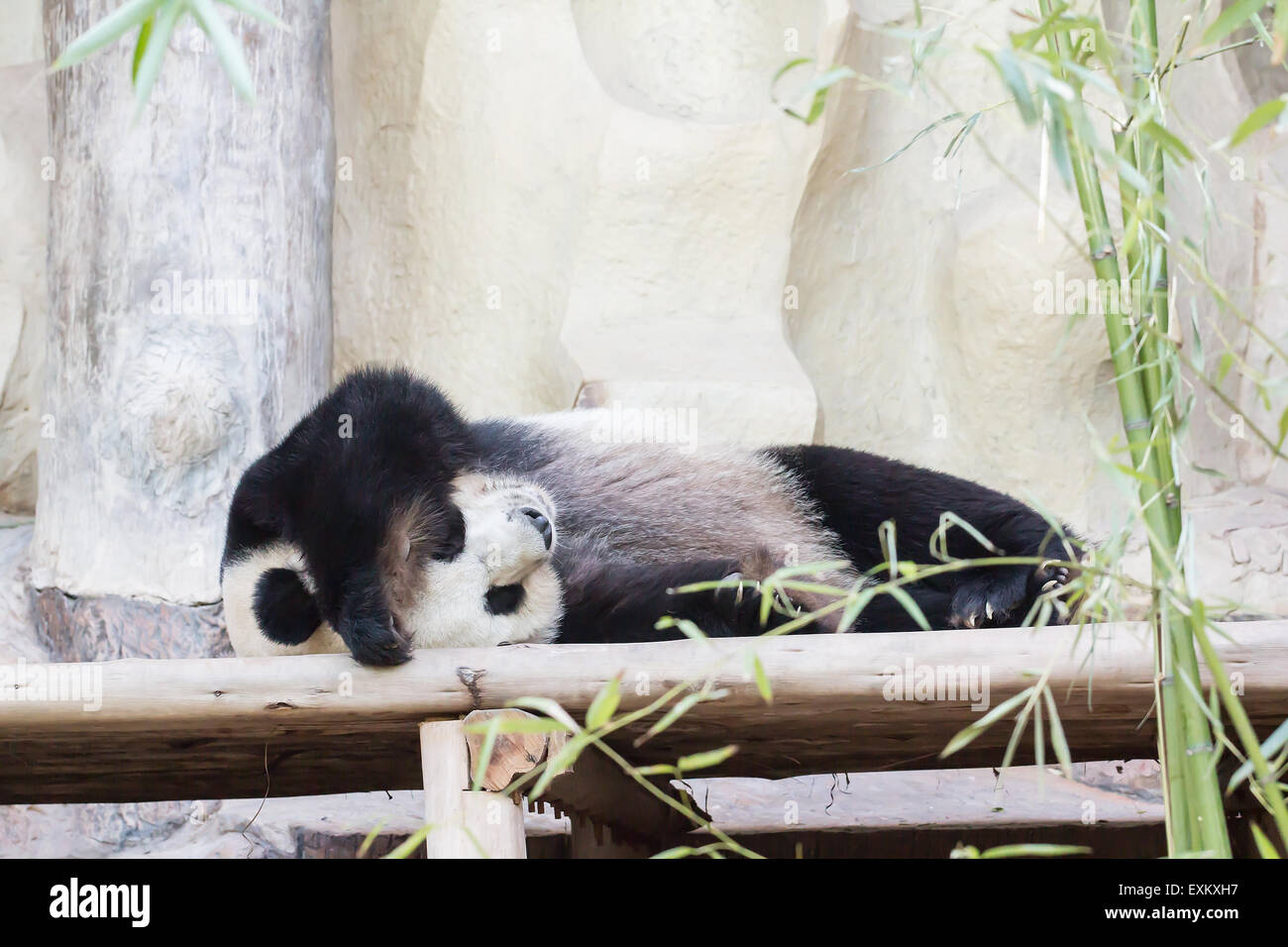Giant panda bear sleeping Stock Photo - Alamy