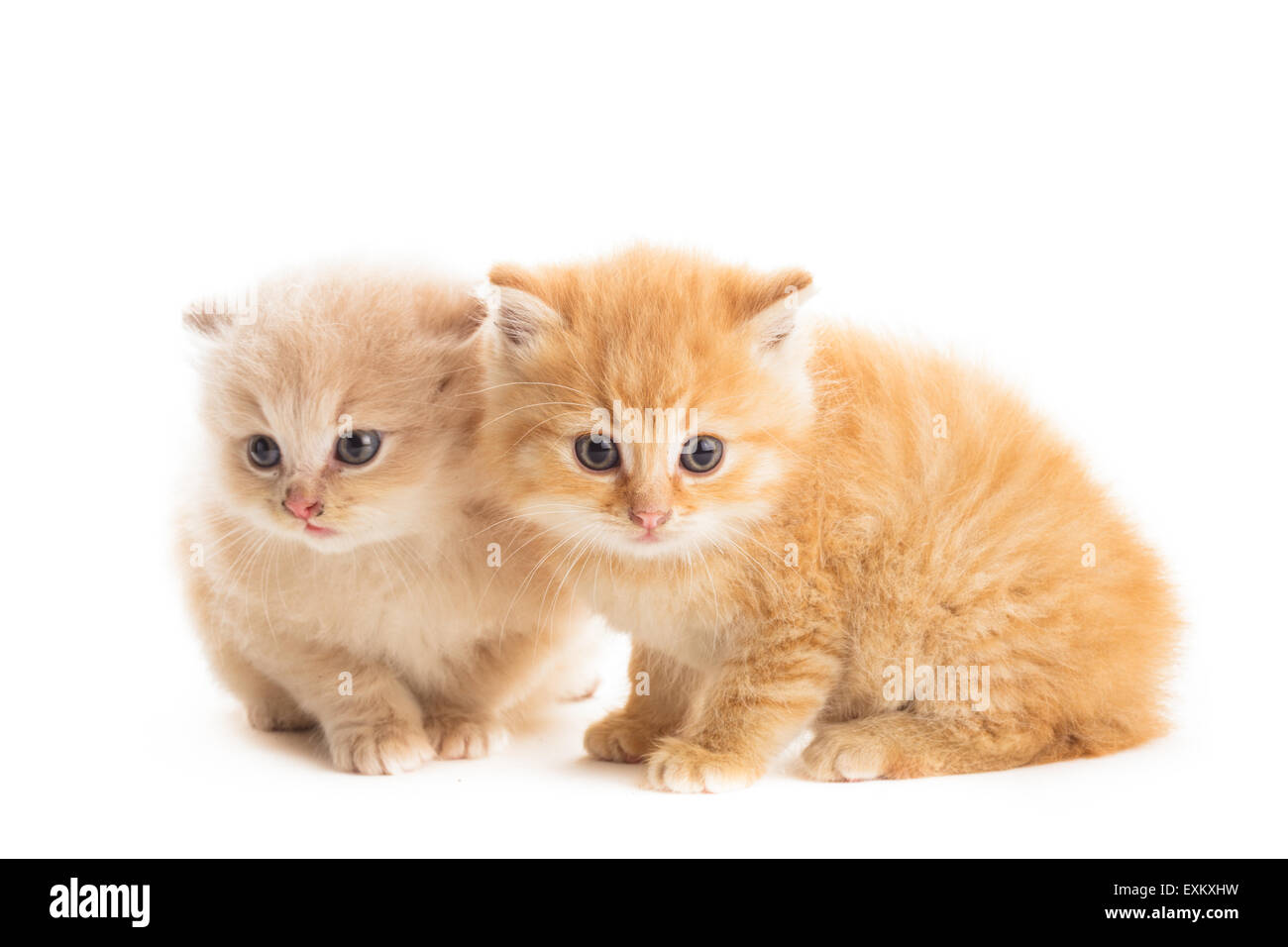 Two red kittens Stock Photo - Alamy