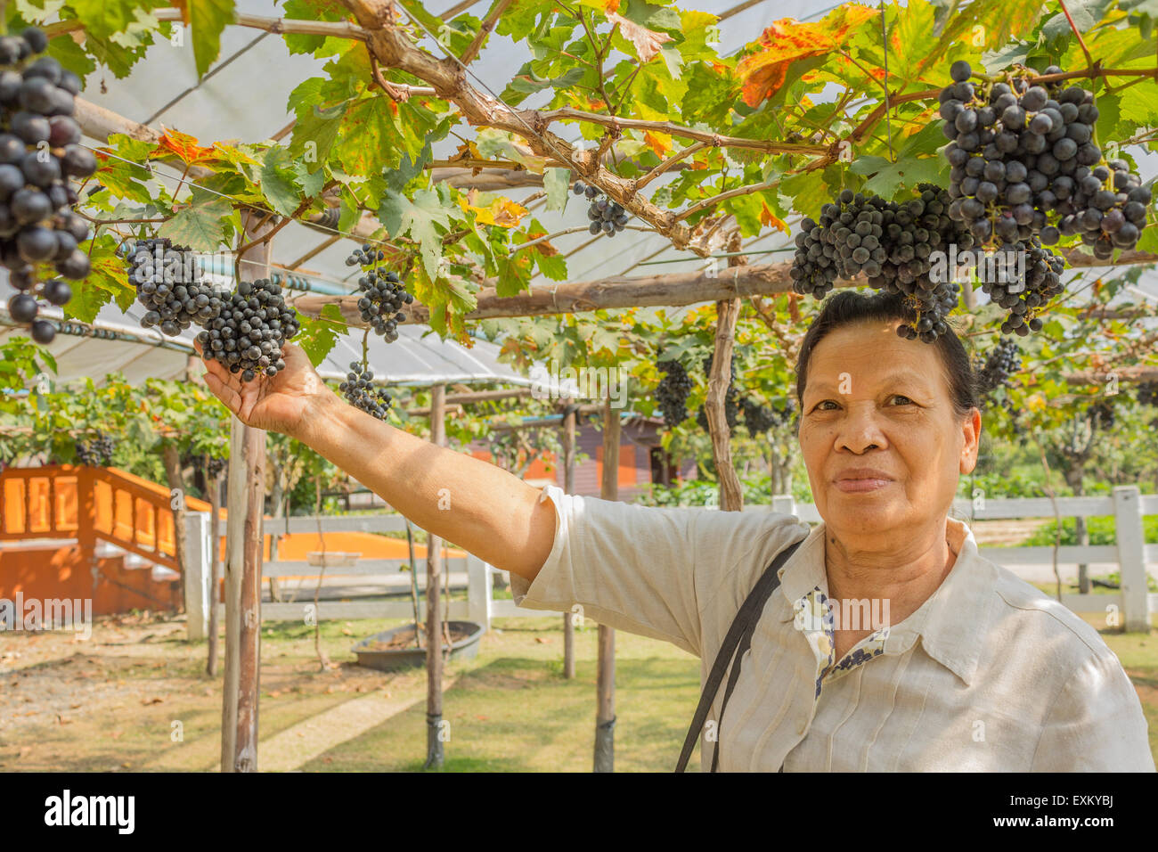 Asian grape hi-res stock photography and images - Alamy