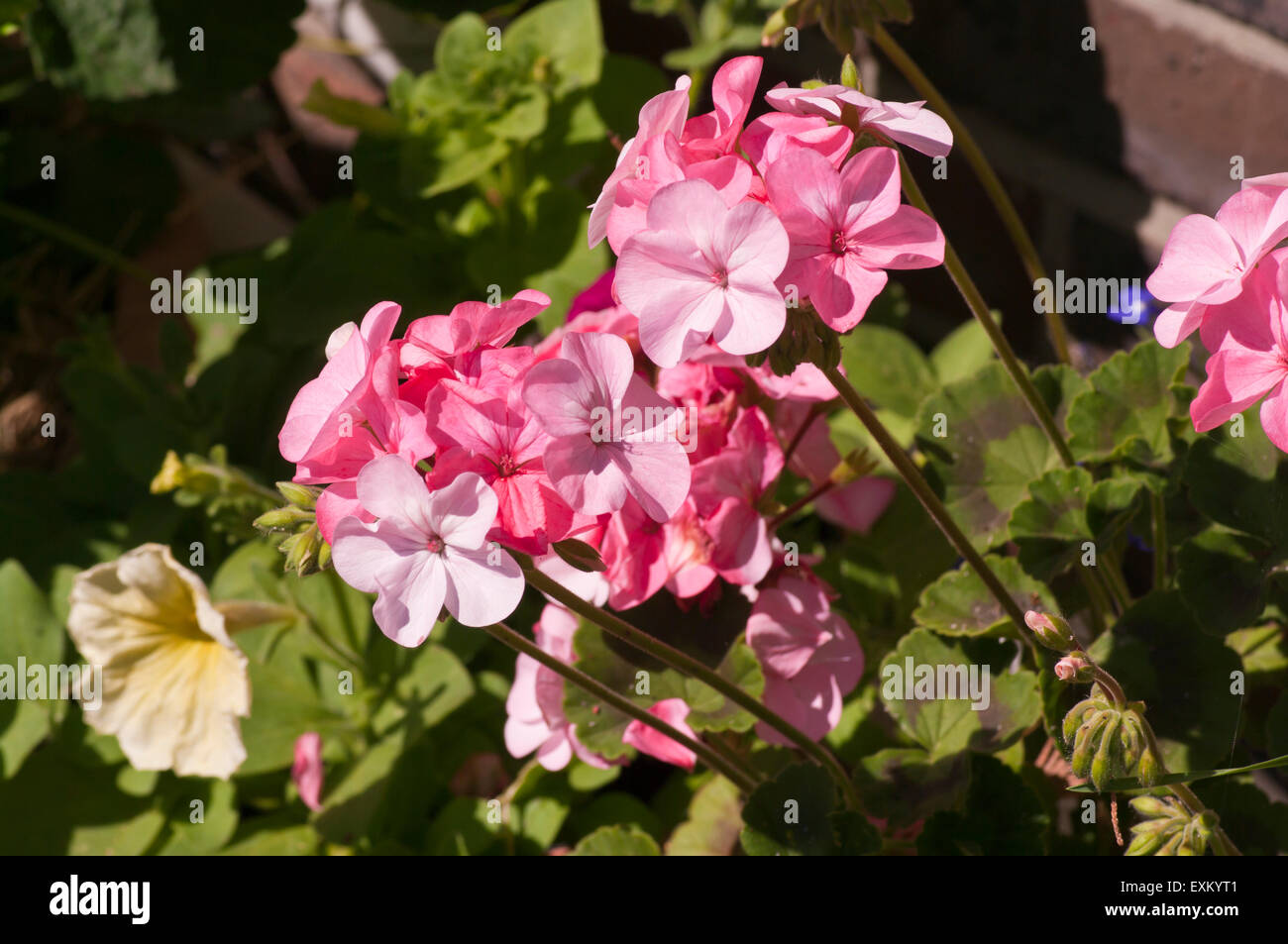 Pink geraniums Pink Pelargoniums Stock Photo - Alamy