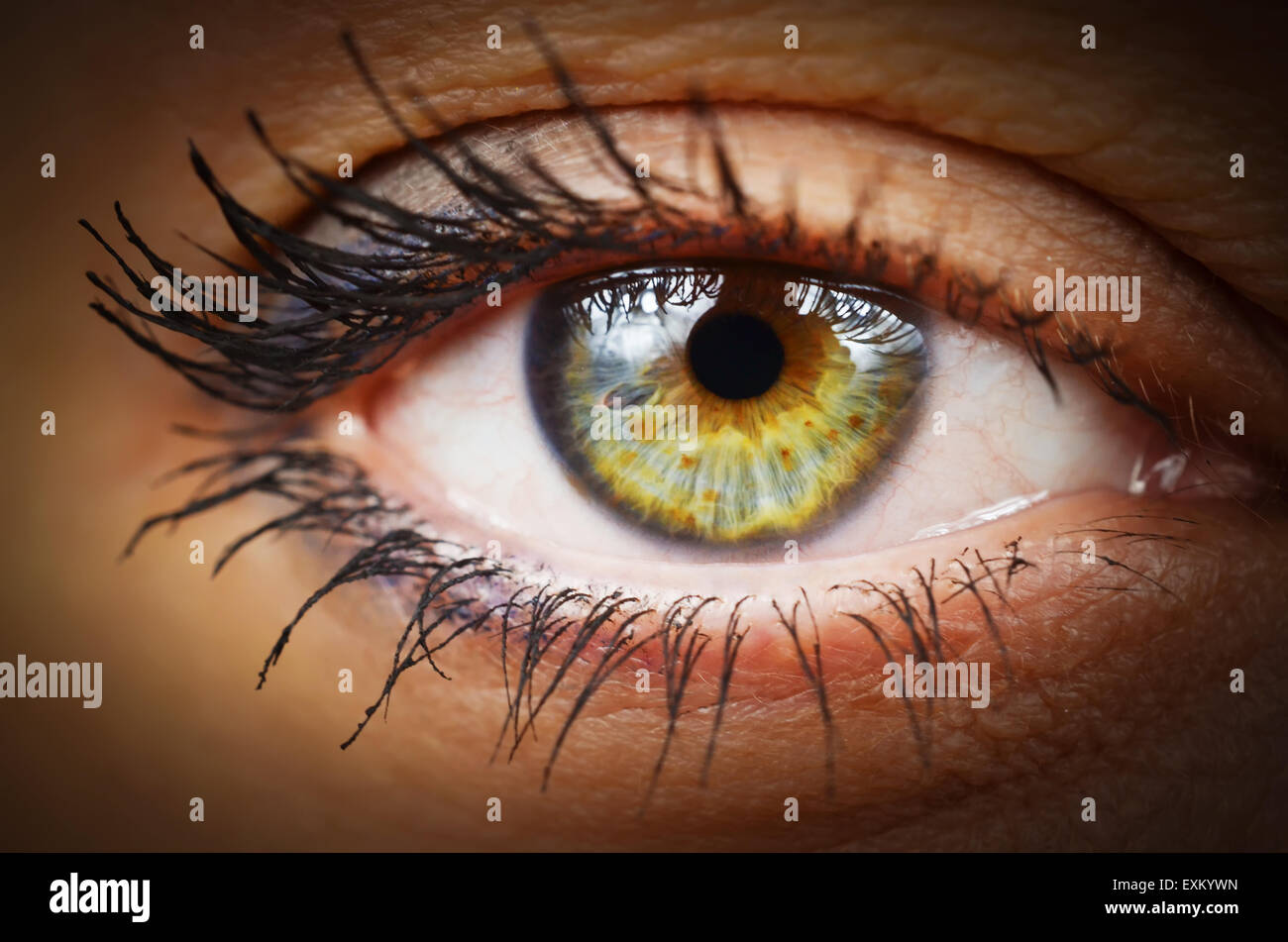 human eye close up Stock Photo - Alamy
