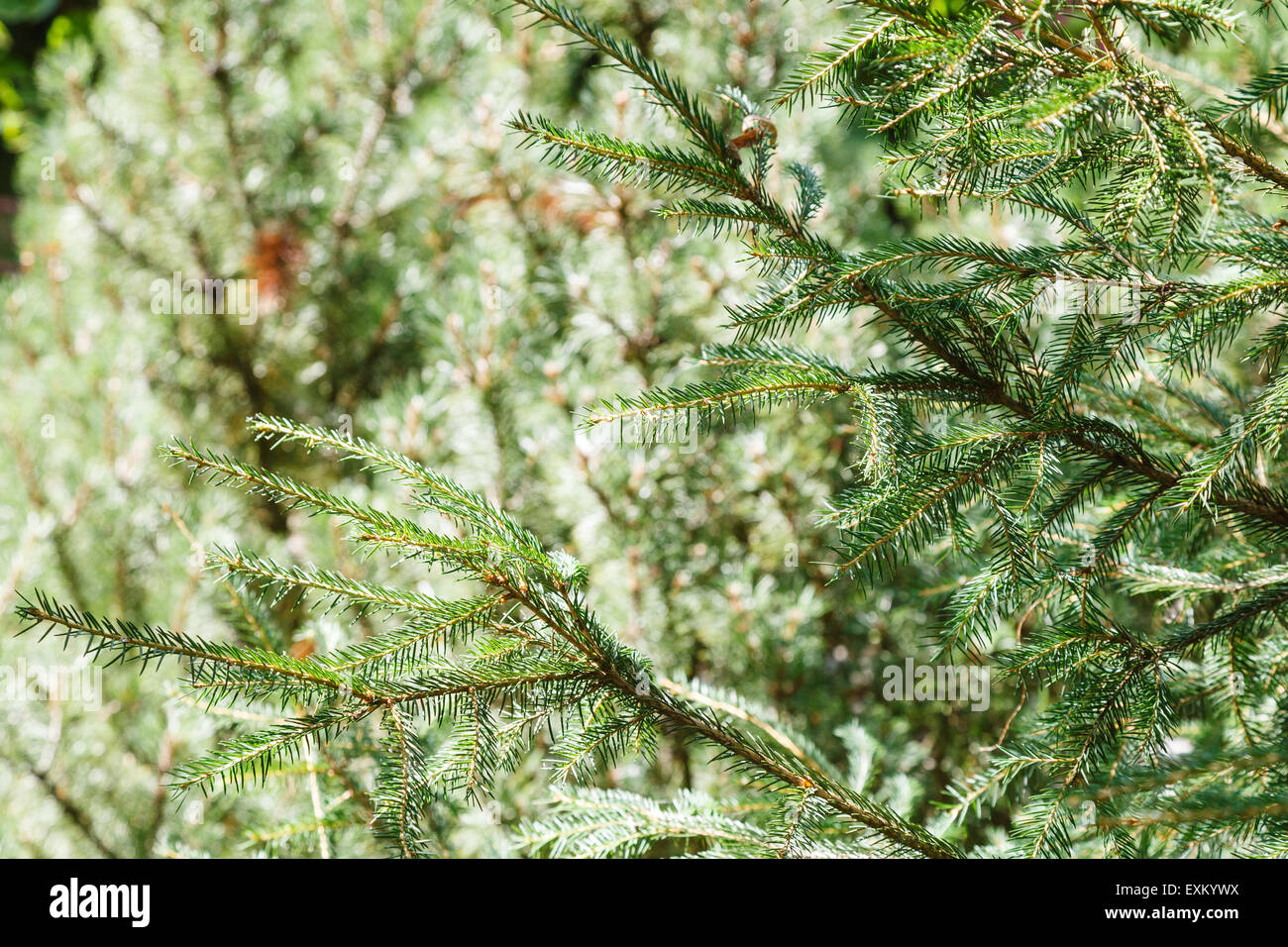 natural background - green spruce tree branches in forest Stock Photo ...