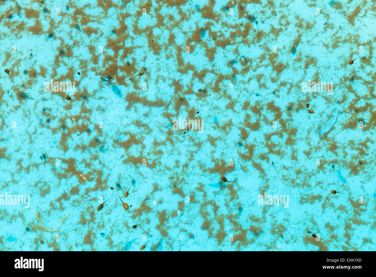 frog tadpoles in water of dirty pool Stock Photo - Alamy