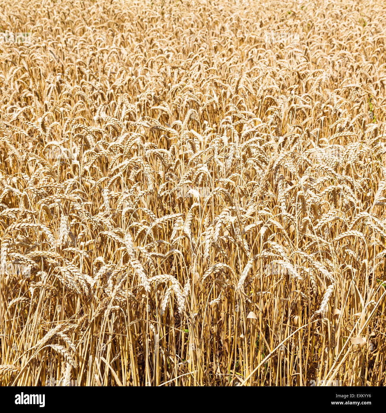 Wheat growing region hi-res stock photography and images - Alamy