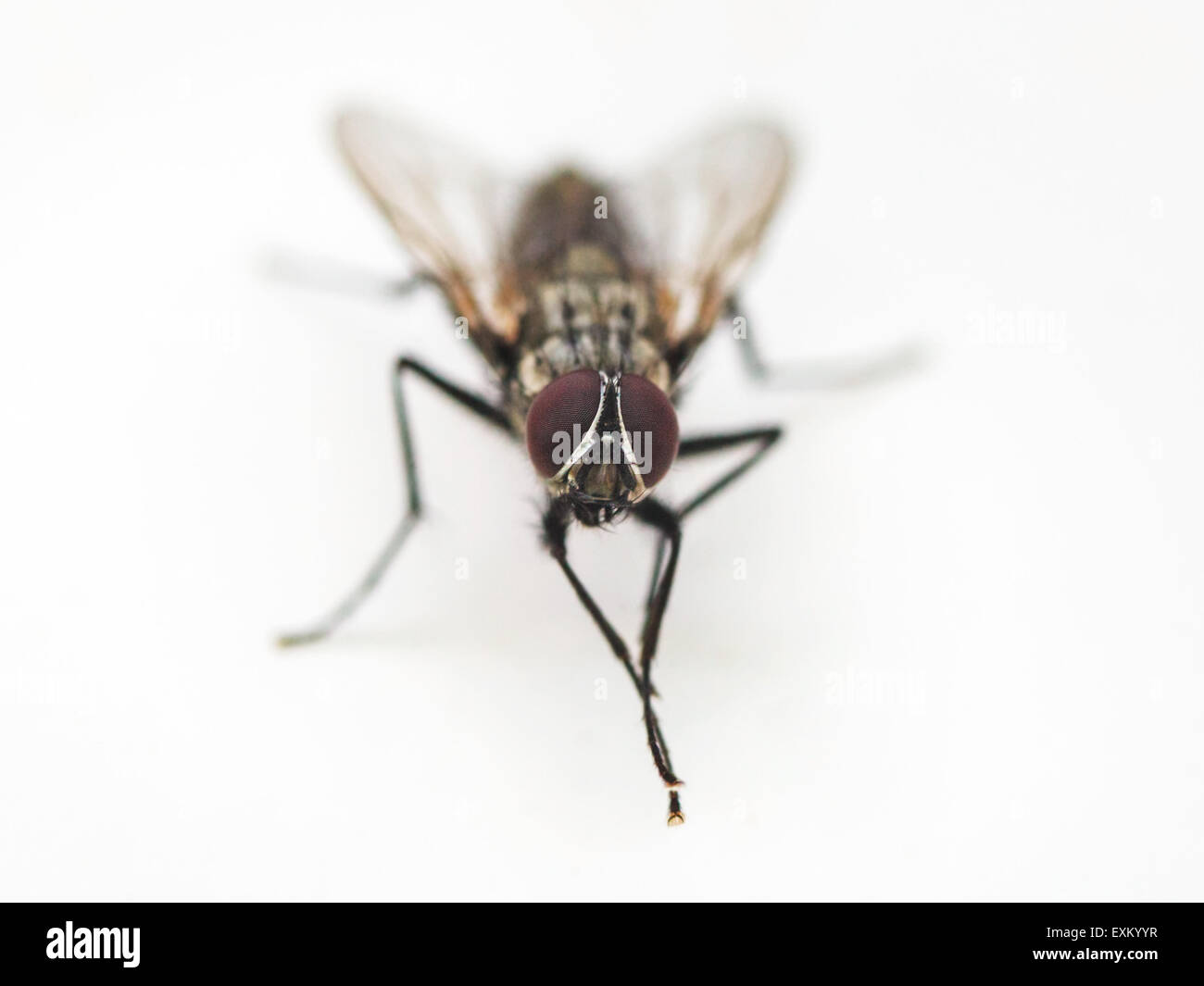 fly rubs legs close up on white background Stock Photo - Alamy