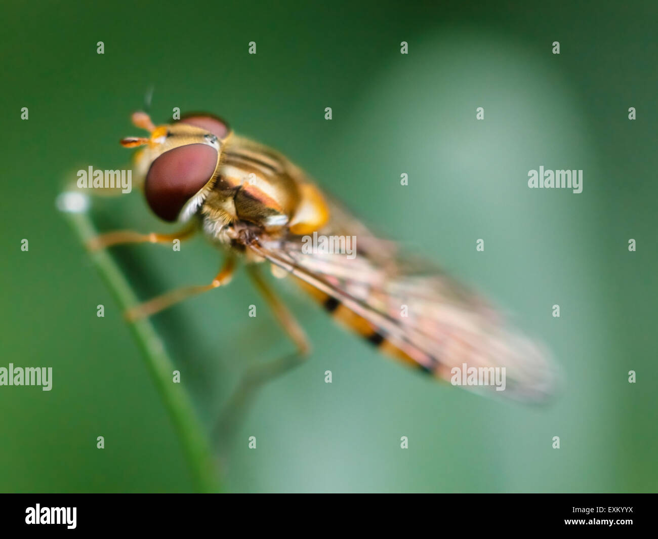 grass fly close up on blurred green background Stock Photo - Alamy