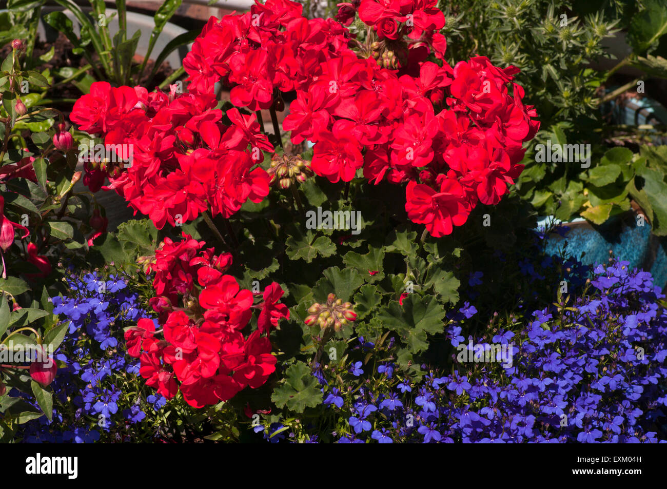 Red geraniums With Blue Lobelia Flowers Stock Photo - Alamy