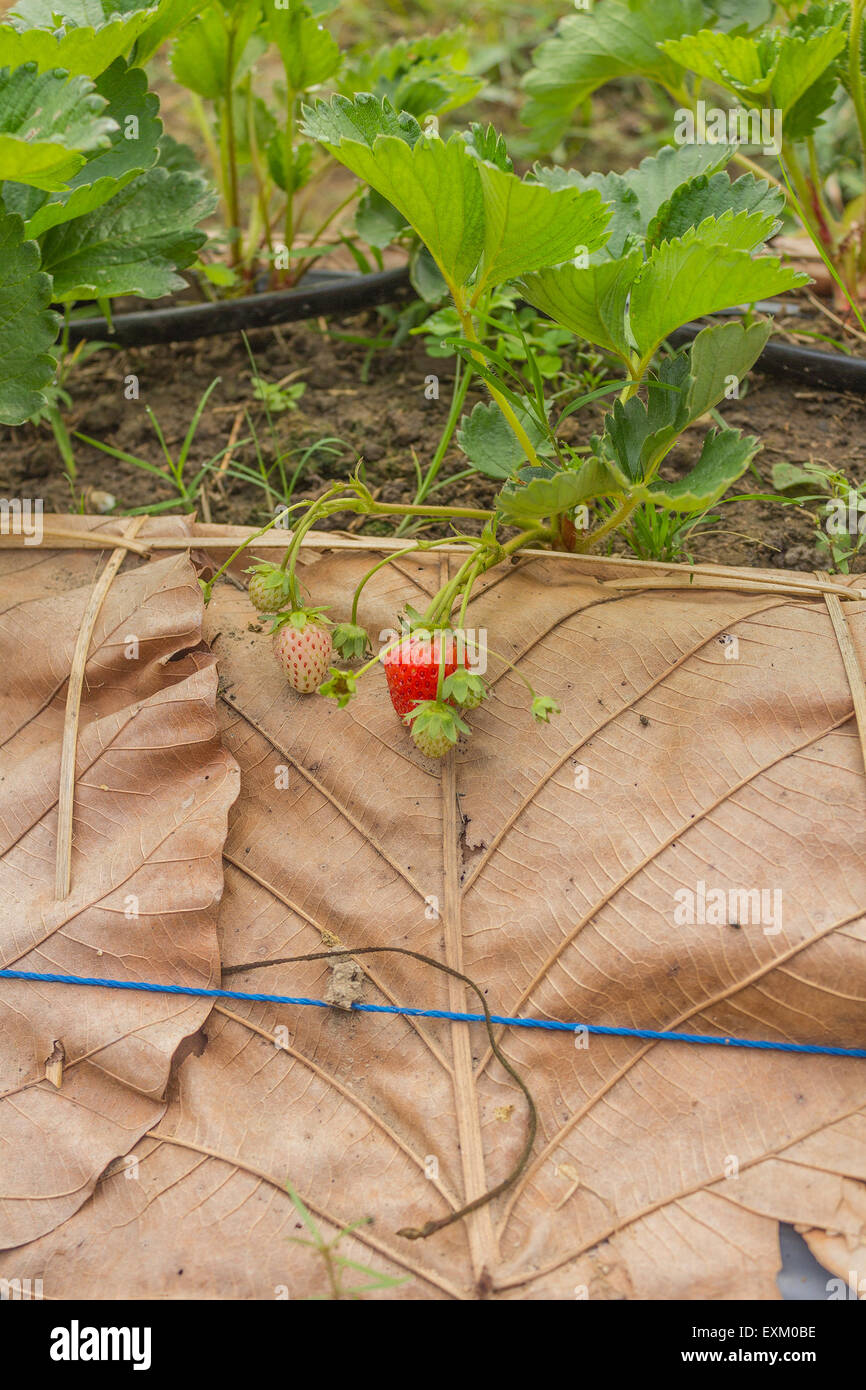 Strawberry plant in garden Stock Photo - Alamy