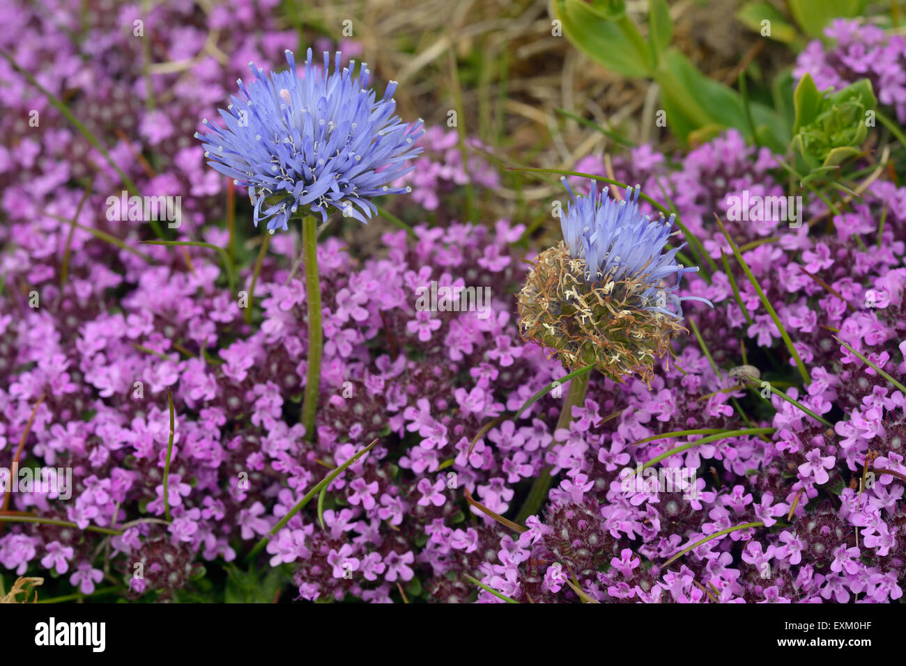Sheep's-bit - Jasione montana With Wild Thyme - Thymus polytrichus ...
